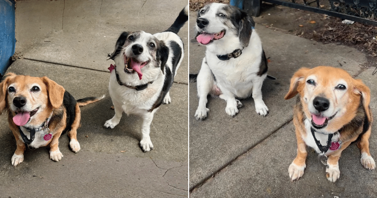 DNA Test Reunites Rescue Dog With Long-Lost Sister in Same Town ...