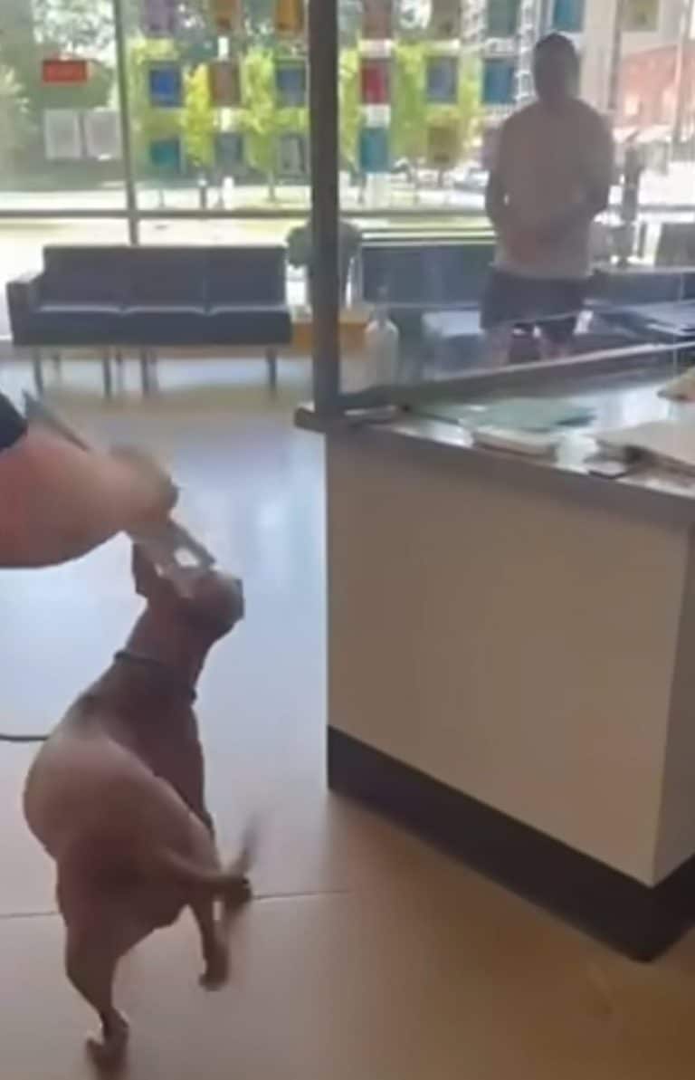Dog Reunites With Owner After Shelter Makes Unexpected Discovery ...