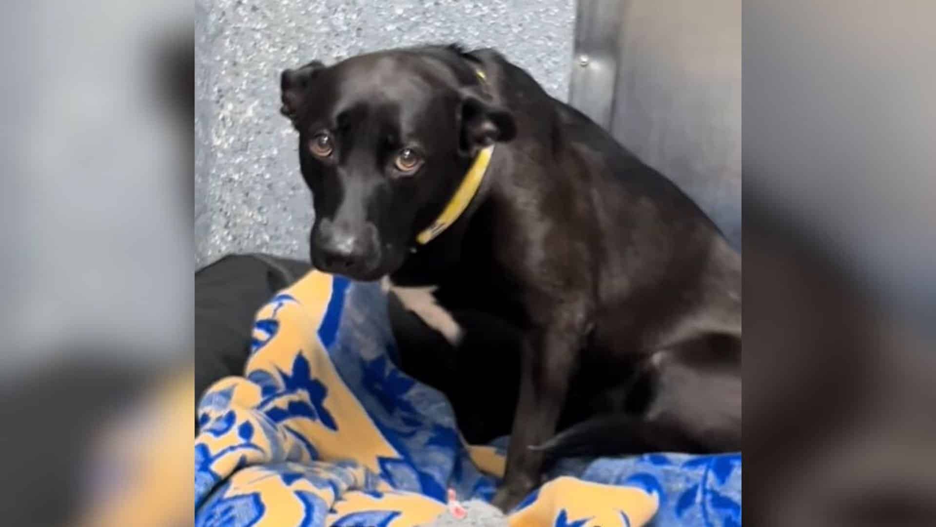 Dog Returned to Shelter After Just 3-Days Waits for a Second Chance at ...