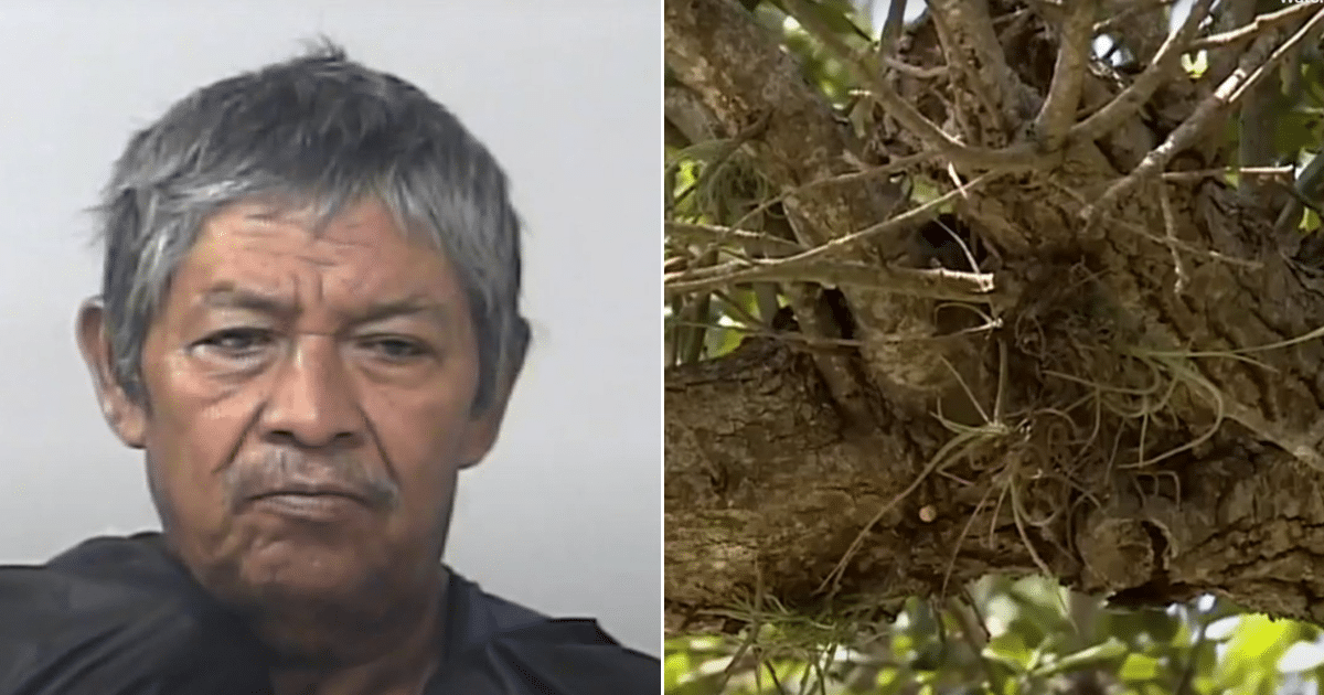 Dog Beaten and Hung From Tree, Man Faces Child Abuse, Animal Cruelty ...