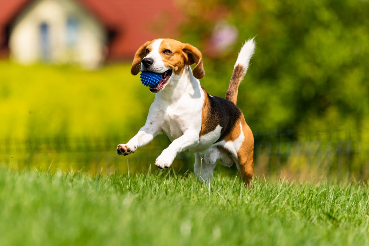 17 Amazon Dog Toys That’ll Tire Out Your Wild Child Pup - iHeartDogs.com