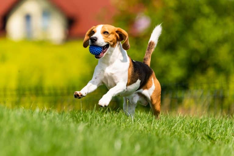 17 Amazon Dog Toys That’ll Tire Out Your Wild Child Pup - iHeartDogs.com