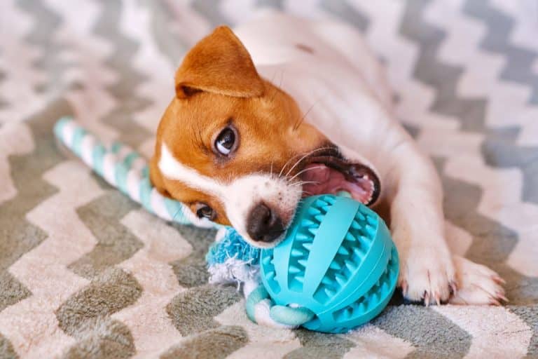 10 Best Dental Dog Toys - iHeartDogs.com