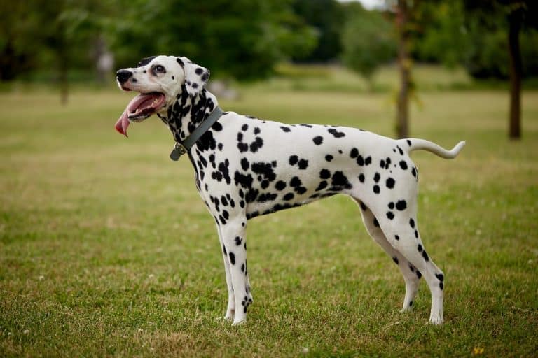 The 15 Most Athletic Dogs for Parents Who Love to Move - iHeartDogs.com