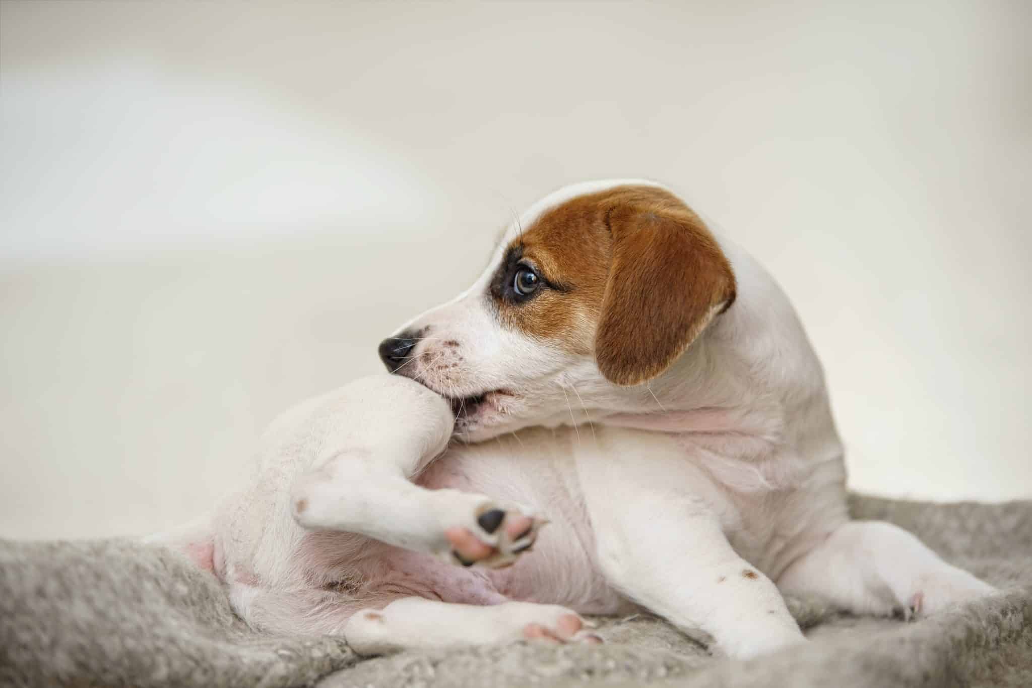 Ditch the Itch With 15 Solutions That Help Dogs Stop Scratching ...