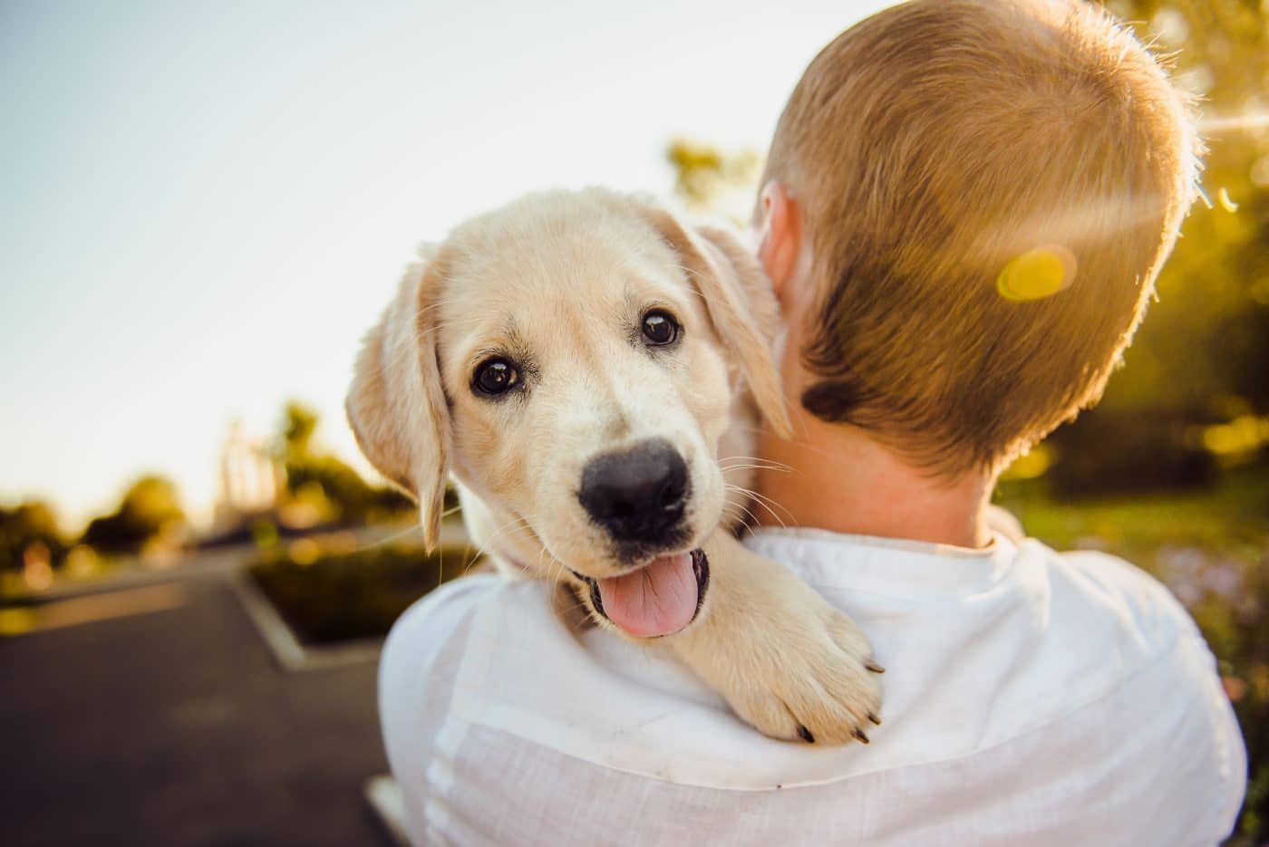 Amazon’s Cuddliest Dog Products to Celebrate Hug Your Hound Day ...