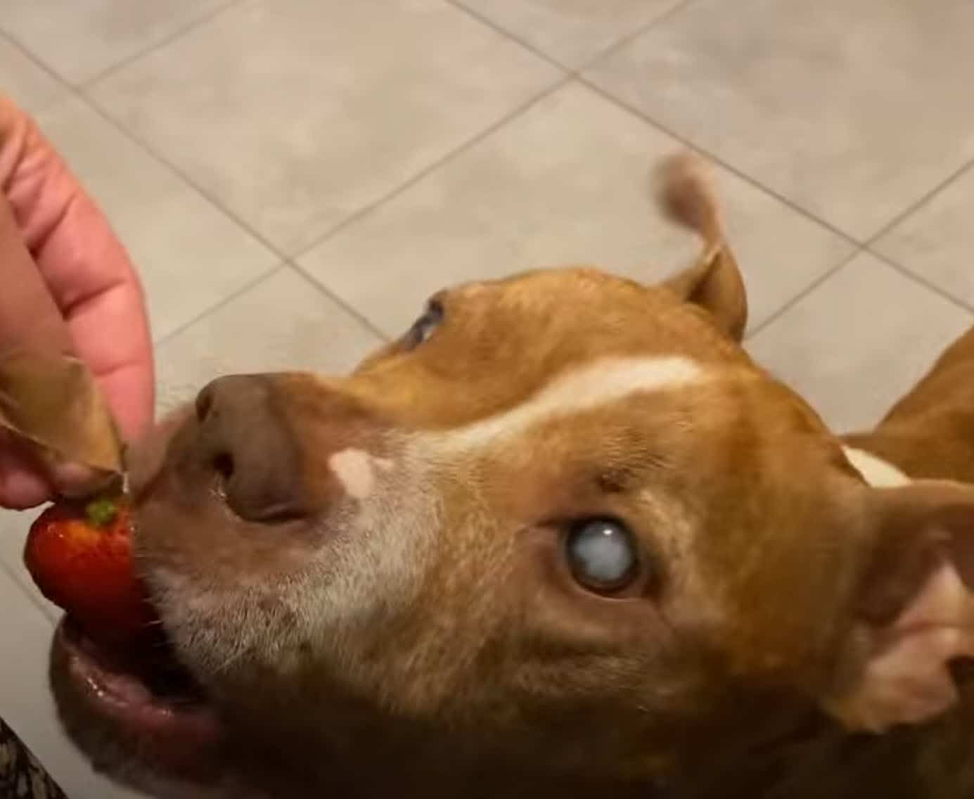 Blind Pit Bull Sees Her Foster Parents for the First Time After Surgery ...