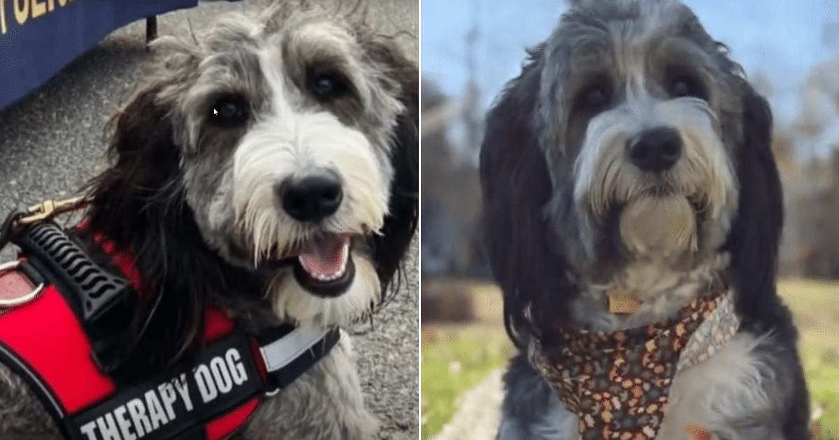 Police Grieve Loss of Beloved Comfort Dog Zena After Fatal Accident ...