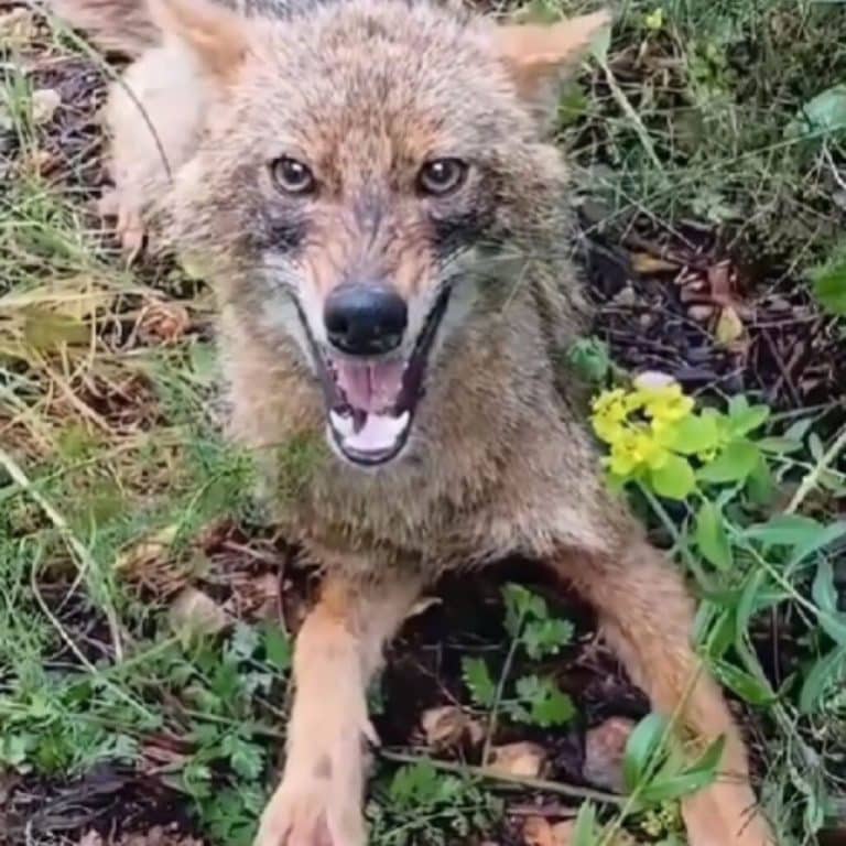 Man Thought He’d Release a Wild Coyote, She Chose to Stay Instead ...