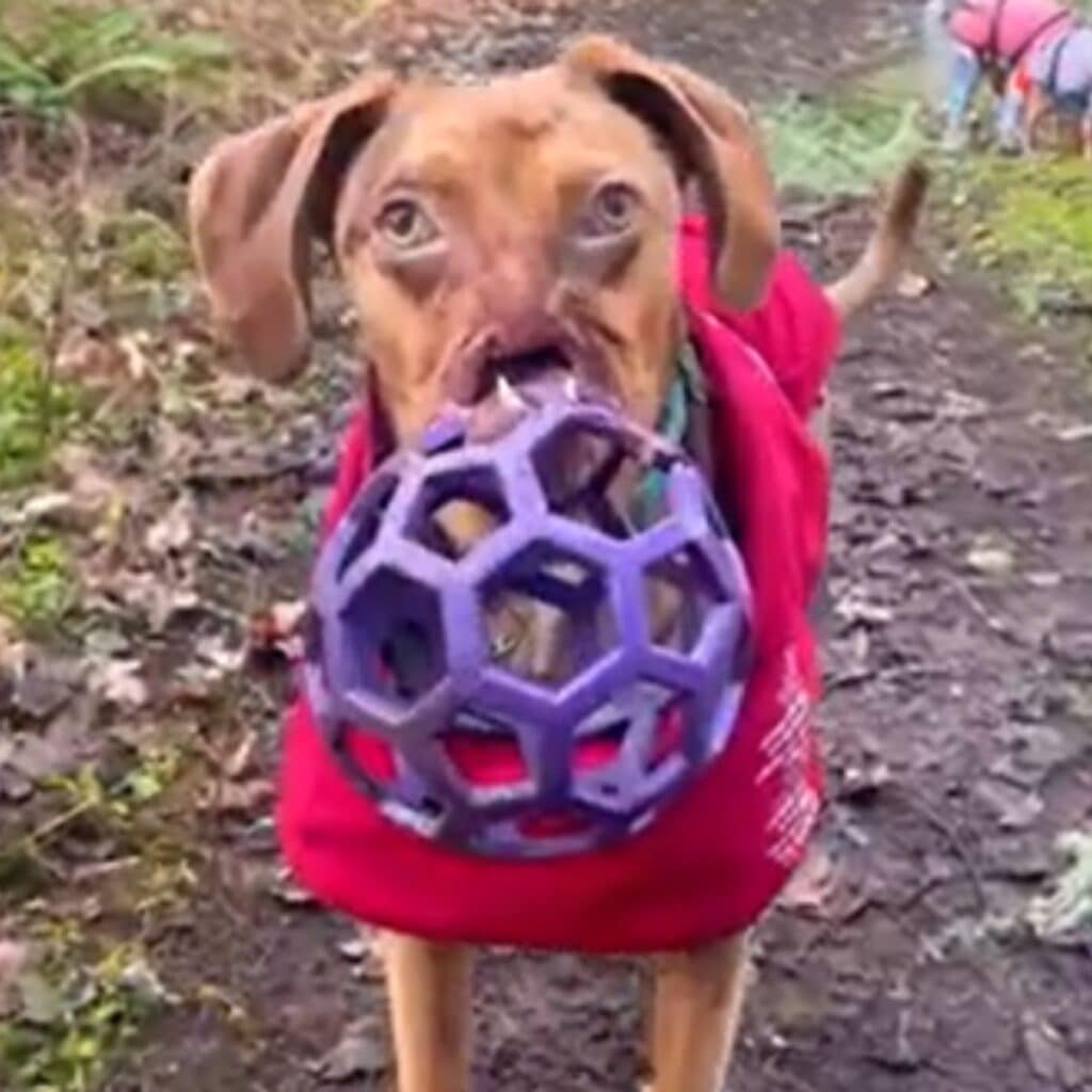 Dogs Born With Facial Deformities Prove Love Can Overcome Anything ...