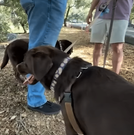 Trail Turns into Crime Scene After Off-Leash Dog Argument - iHeartDogs.com