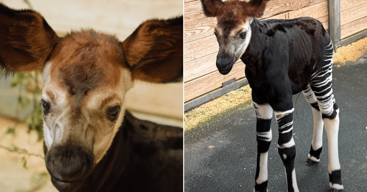 Oklahoma City Zoo Celebrates Birth of Rare Endangered Okapi Calf ...