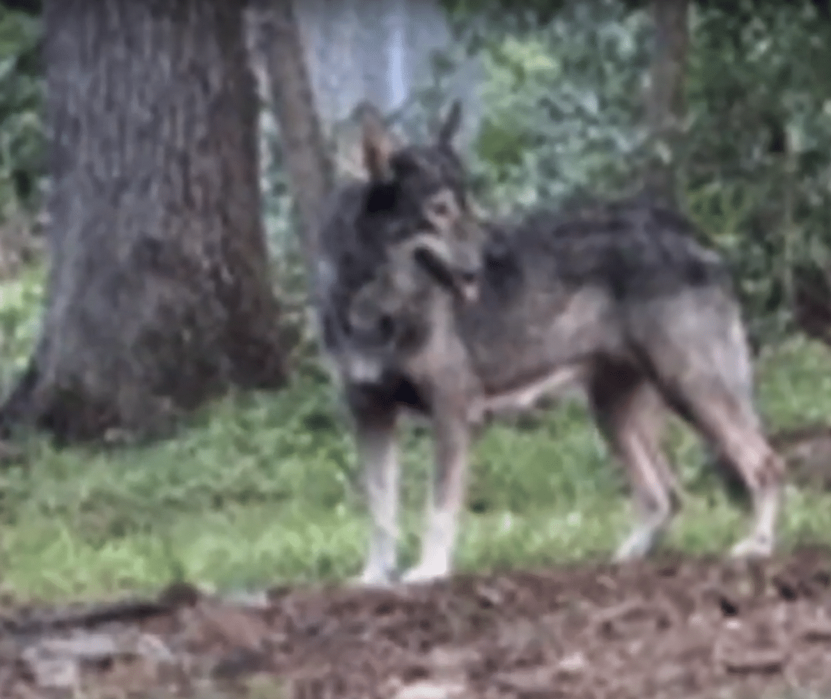 Wolf-Dog Hybrid Owners in Shock as Roanoke Passes Sweeping Ban ...