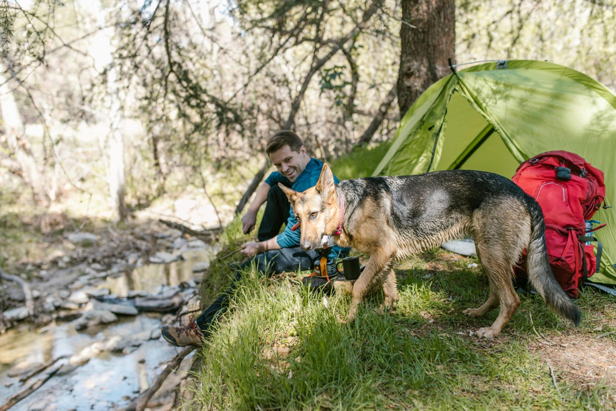 8 Best Dog Camping Tents - iHeartDogs.com