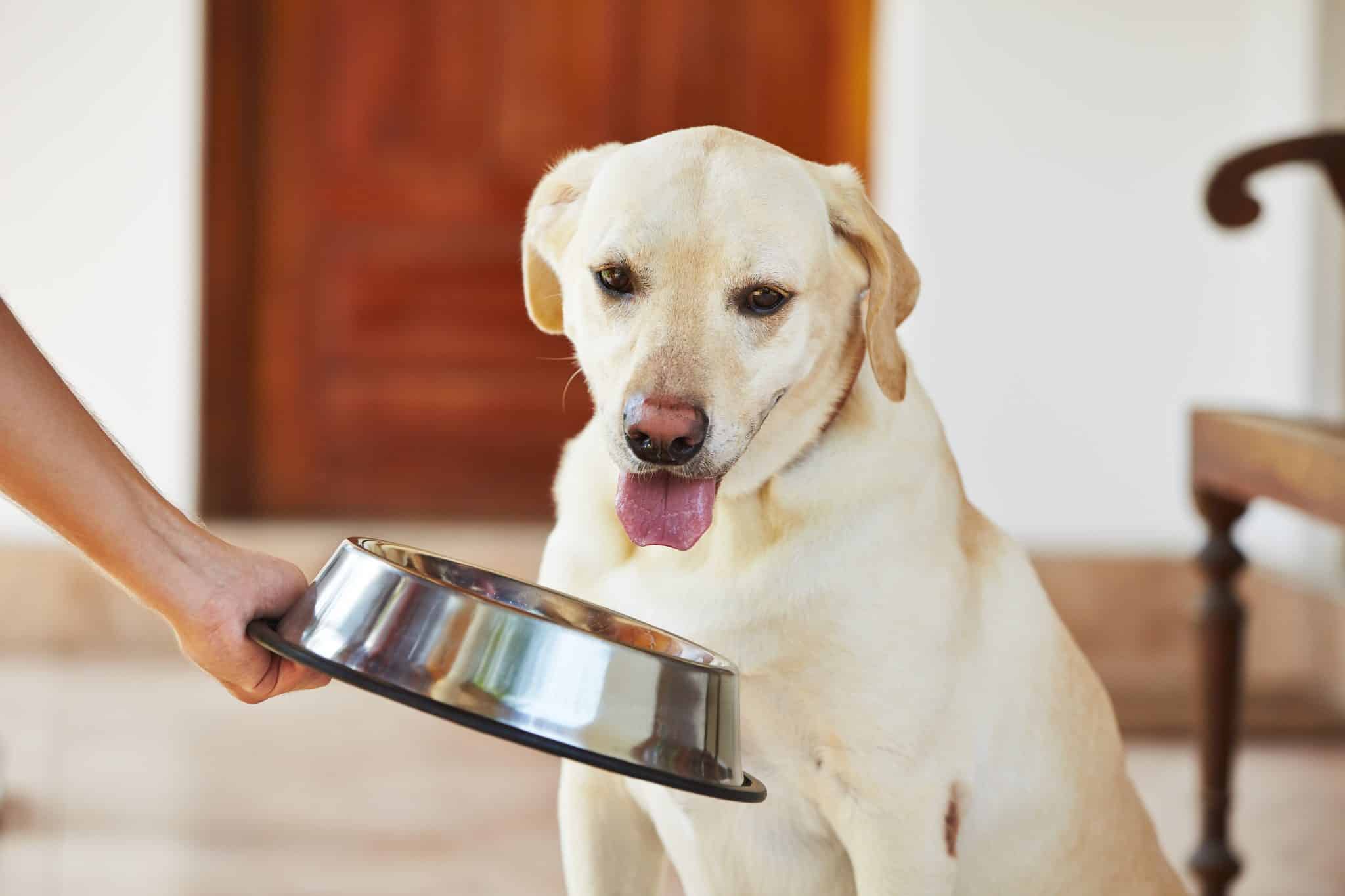 12 Best Dog Snacks - iHeartDogs.com