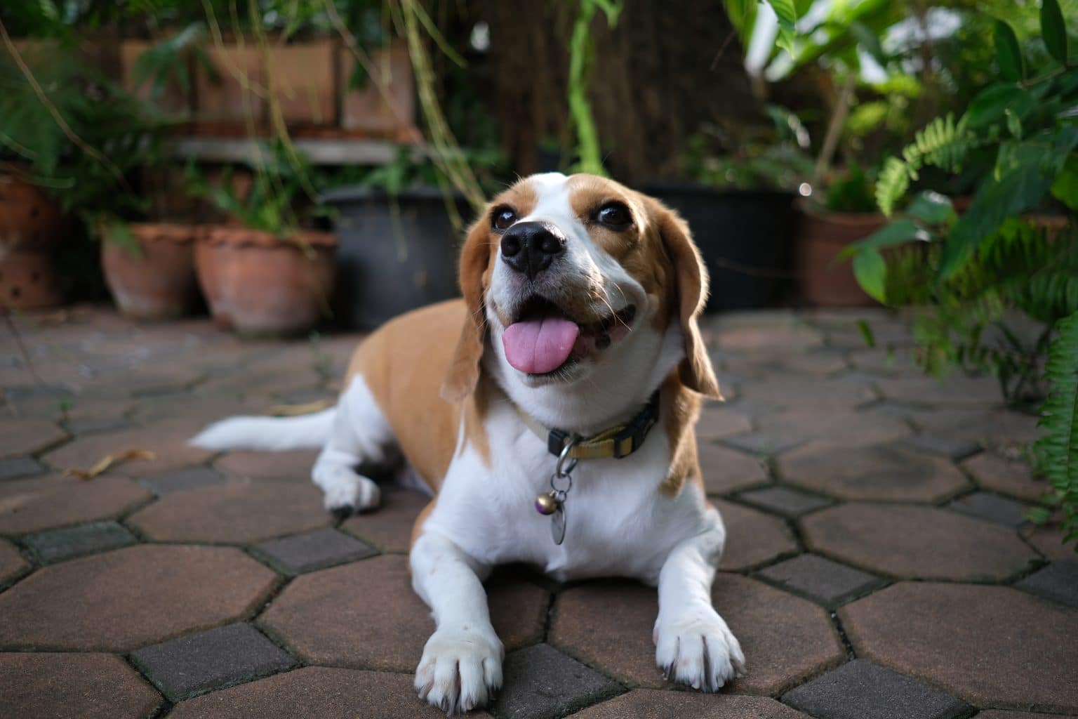 6 Best Fiber Supplements for Dogs in 2026 - iHeartDogs.com