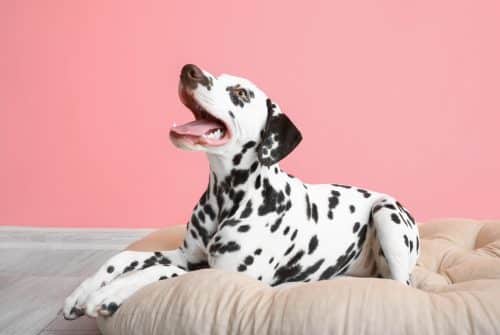 9 Best Collagen Supplement for Dogs - iHeartDogs.com