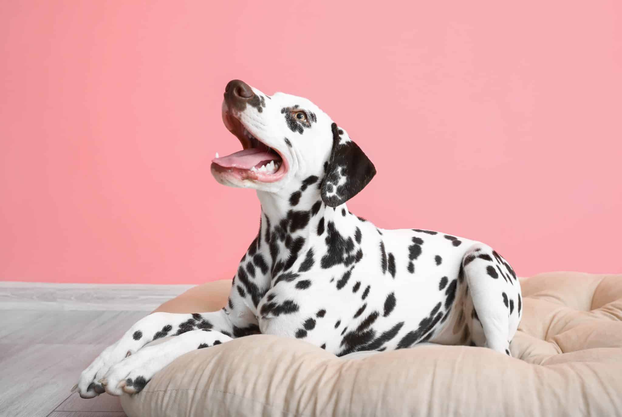 9 Best Collagen Supplement for Dogs - iHeartDogs.com