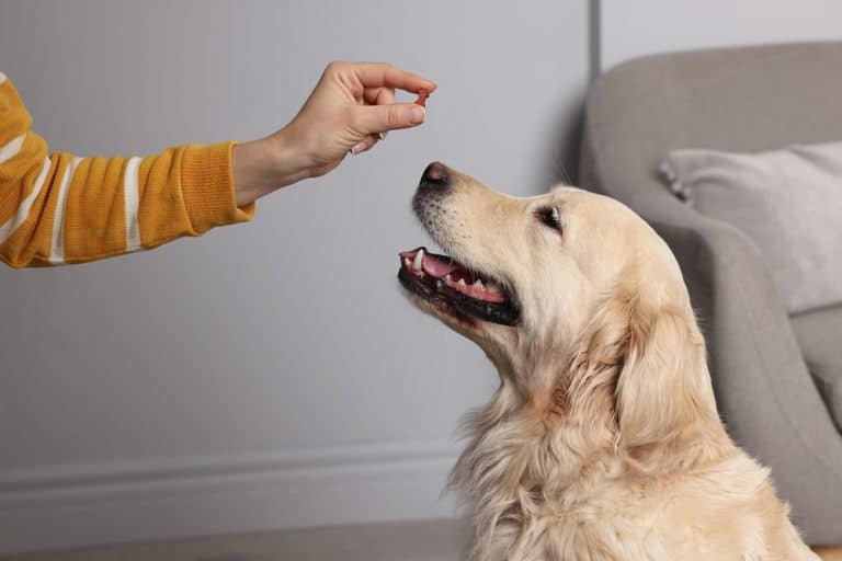 Tylenol & Dogs: What EVERY Veterinarian Wants You to Know - iHeartDogs.com