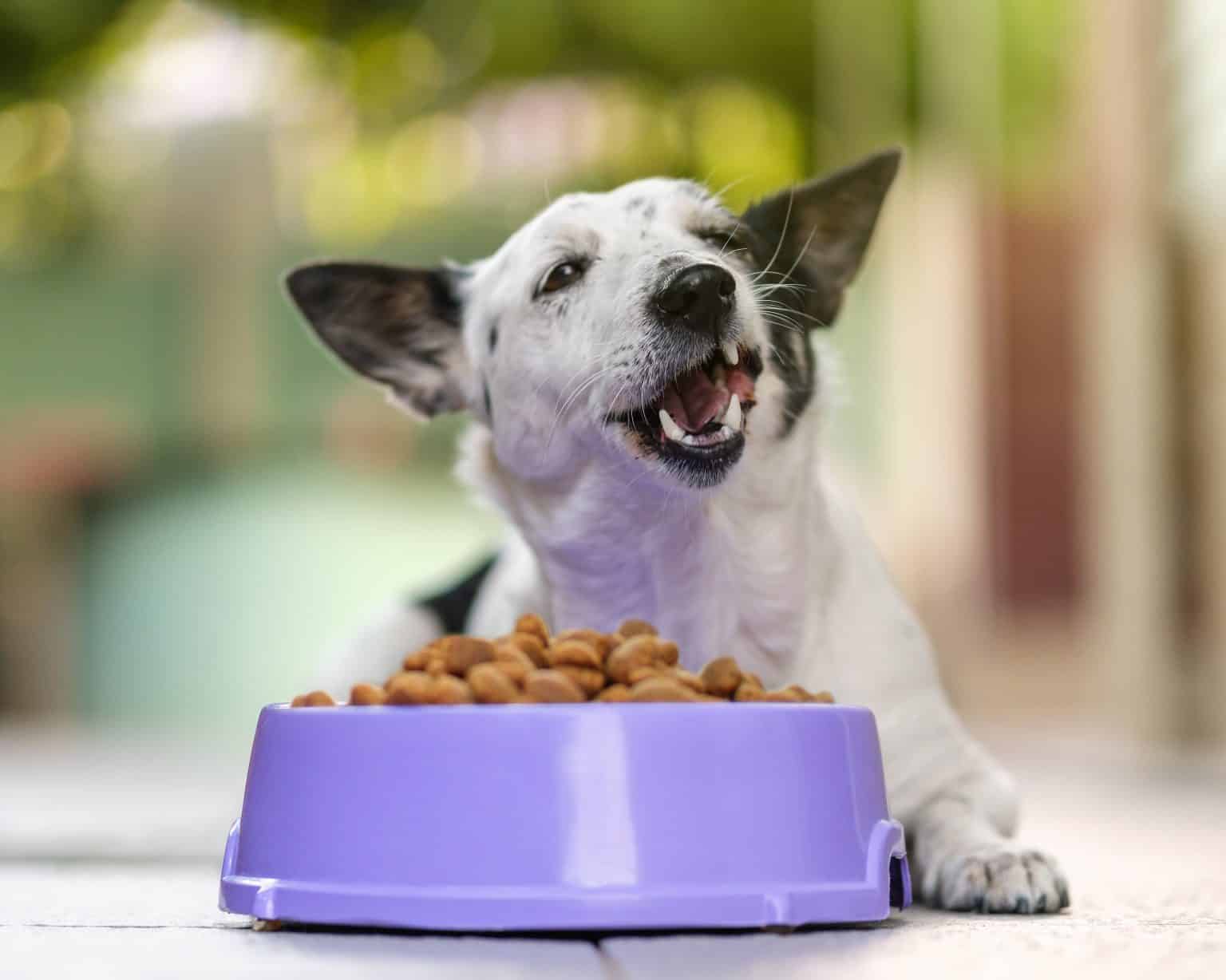 Best Dog Foods With No Artificial Colors or Additives - iHeartDogs.com