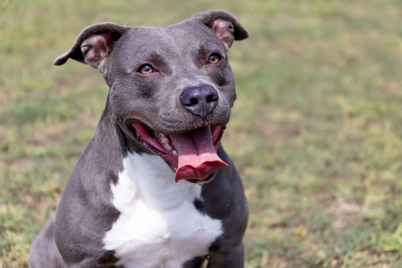 7 Best Quail Dog Foods - iHeartDogs.com