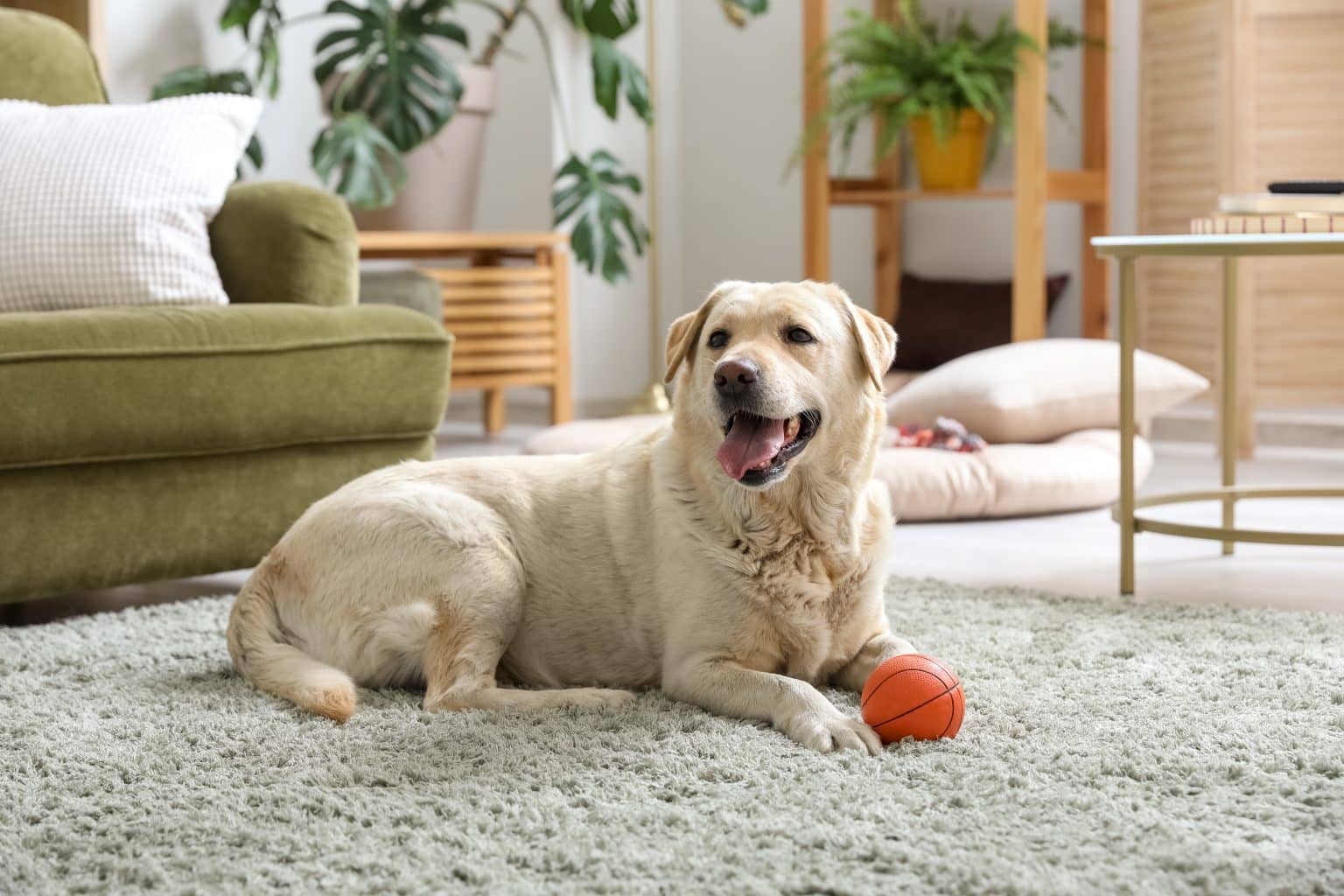TikTok Made Us Buy It: 15 Dog Products Worth the Hype - iHeartDogs.com