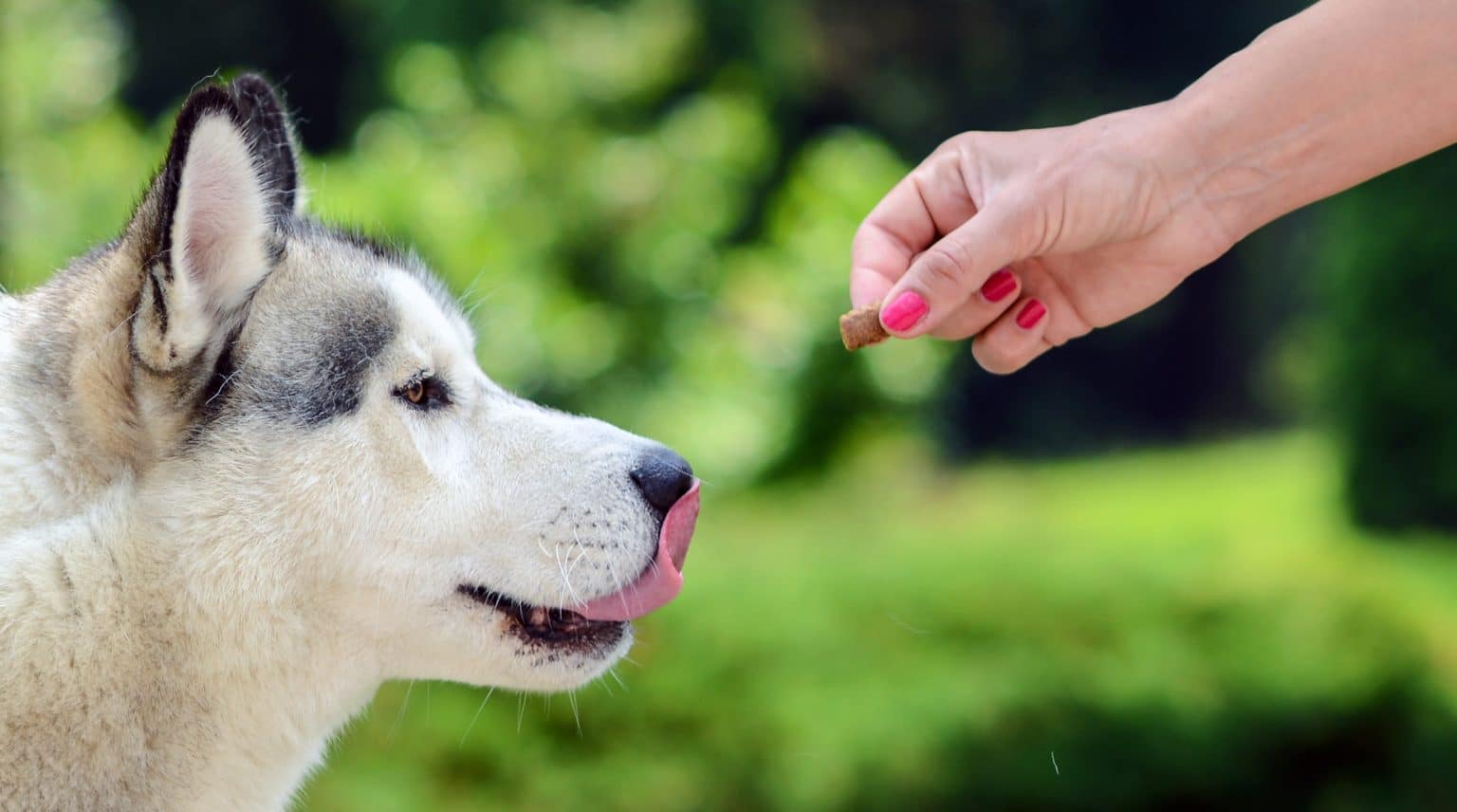 12 Best Dog Snacks - iHeartDogs.com
