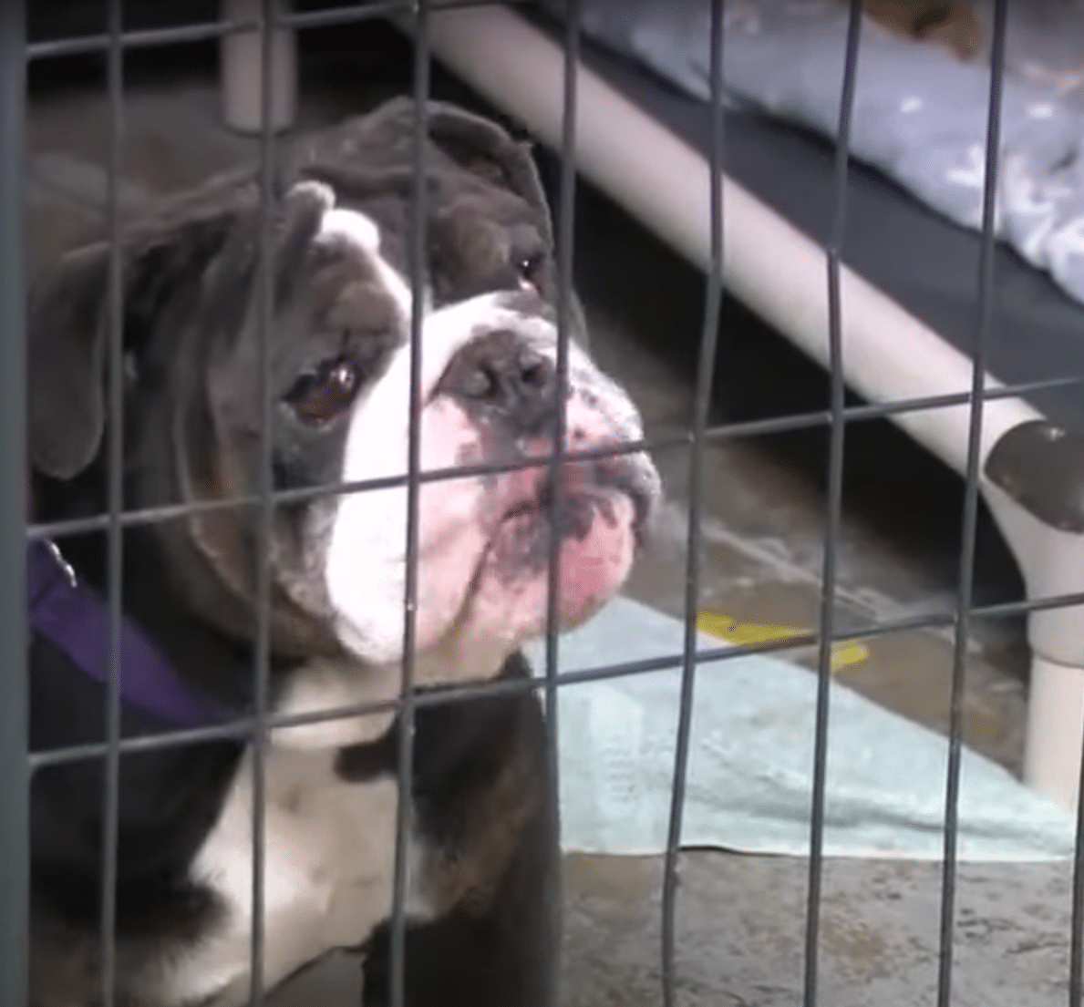 California Governor Newsom Signs Landmark Bills to End Puppy Mills and ...