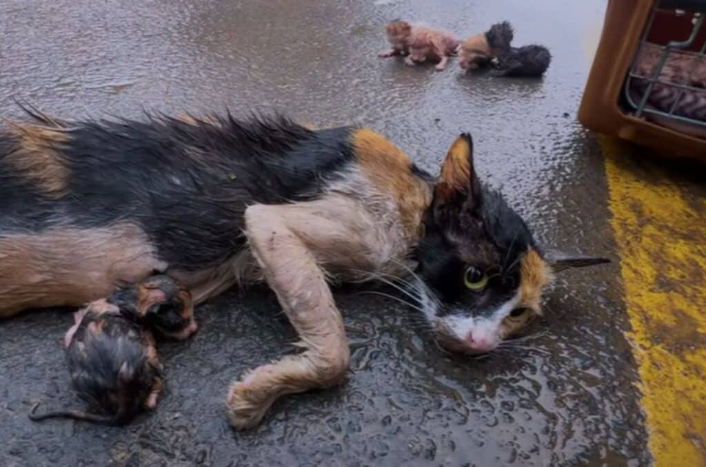 Mama Cat And Her Babies Saved After Flood, But Rescuers Discover More ...