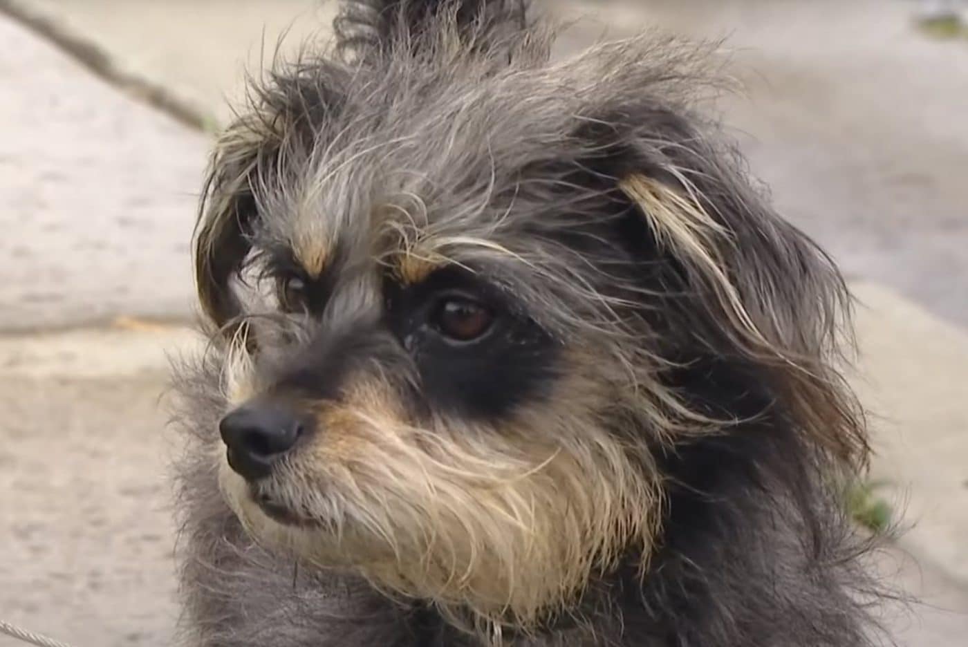 Dog Dies, Another Hospitalized After Meth Exposure at Ocean Beach ...