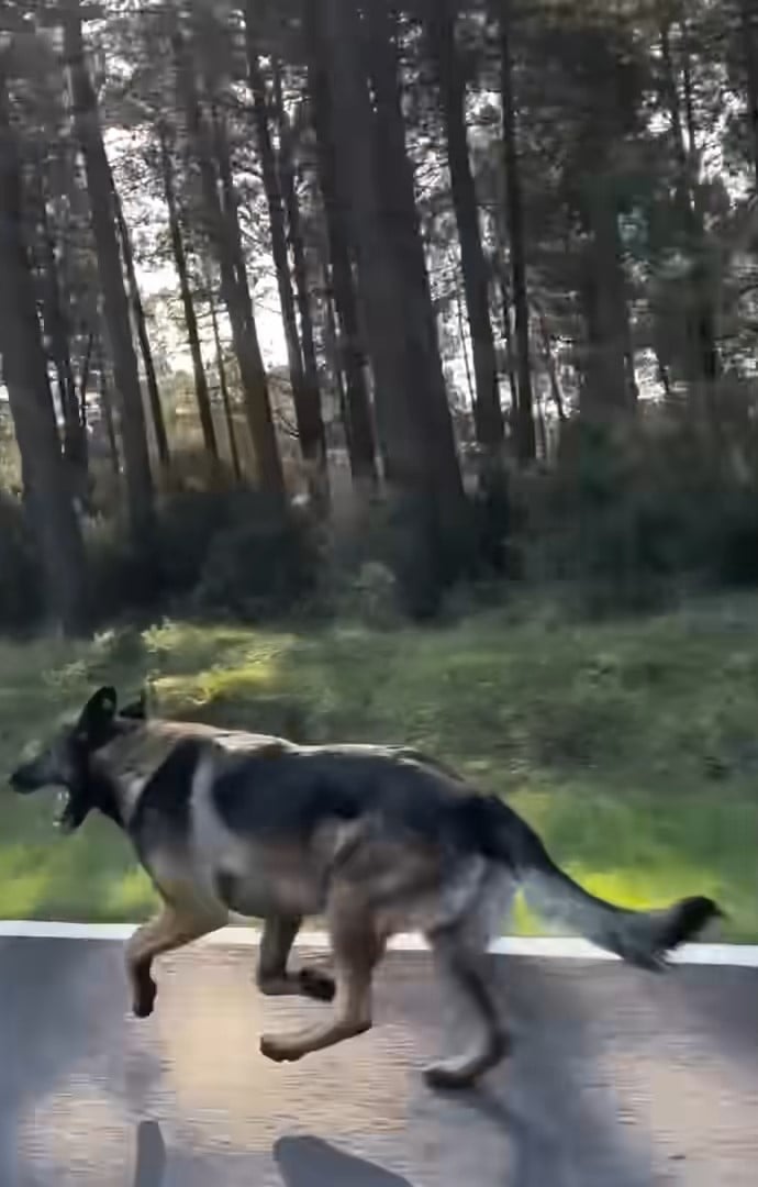 Dog Desperately Chases Owner’s Car Until Rescuer Steps in to Help ...
