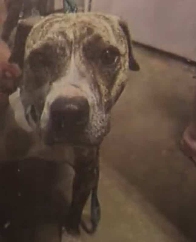 Animal Care Seizes 32 Dogs from Suspected Fighting and Breeding Ring ...