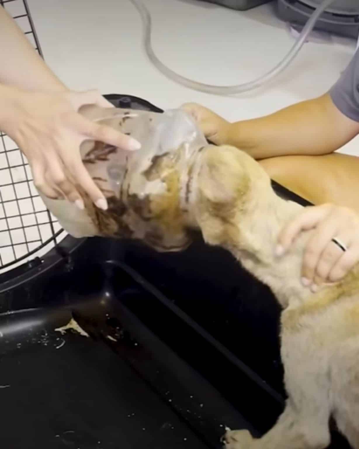 Dog Found with Jar Stuck on Her Head Finally Learns to Trust Again ...
