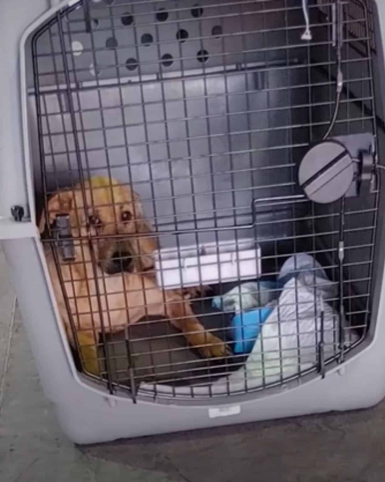 Dog Found with Jar Stuck on Her Head Finally Learns to Trust Again ...