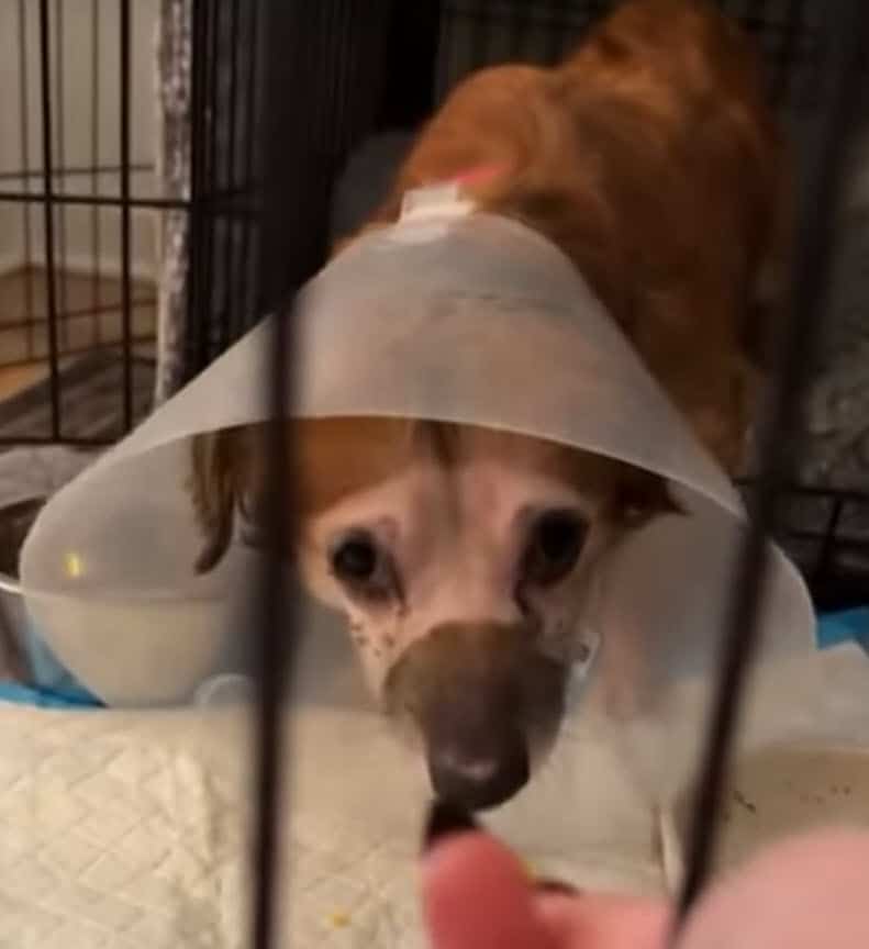 Rescue Dog Tiki Finds Forever Home, Uses His Viral Fame to Help Other ...