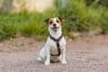 Ideal Diet for Jack Russell's - The Ultimate Jack Russell Feeding Guide ...
