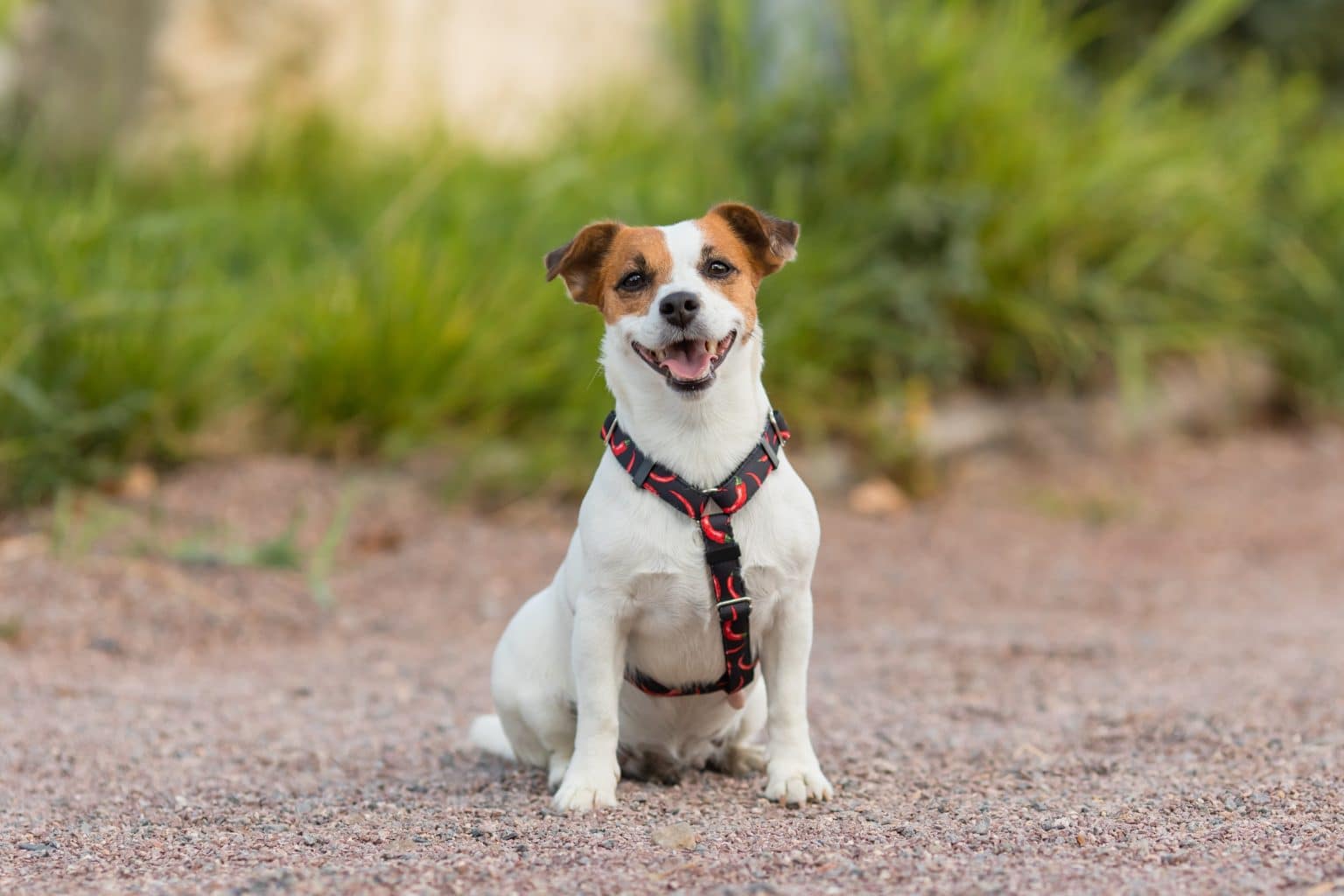 8 Best Dog Foods for Jack Russells with NO Fillers - iHeartDogs.com