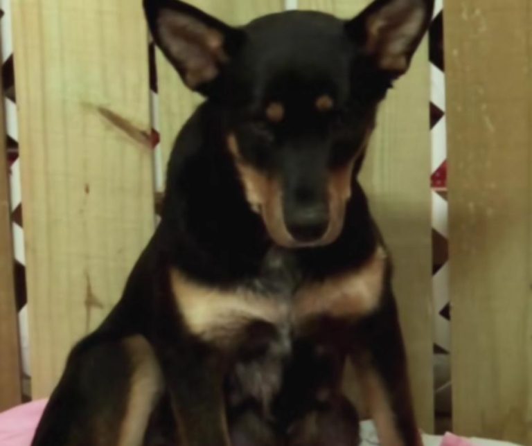 Brave Mama Dog Pebbles Stuns Everyone With 14 Tiny Pups - iHeartDogs.com