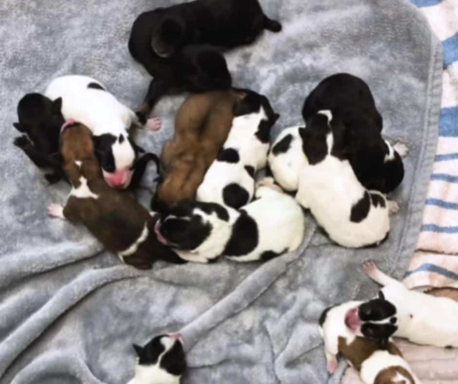 Brave Mama Dog Pebbles Stuns Everyone With 14 Tiny Pups - iHeartDogs.com