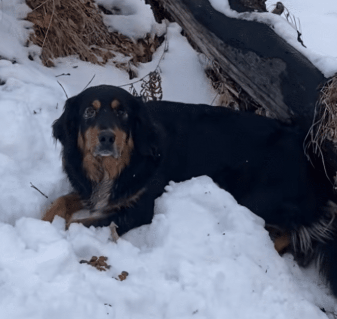 Hero Bernese Mountain Dog Leads Family to Senior Dog Lost in Deep Snow ...