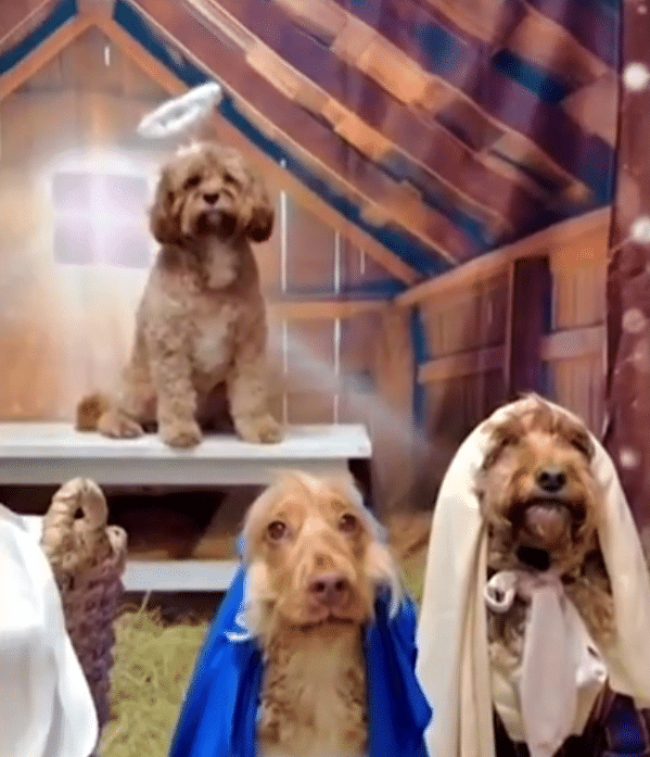Daycare Dogs Recreate Nativity Scene in Full Costume - iHeartDogs.com