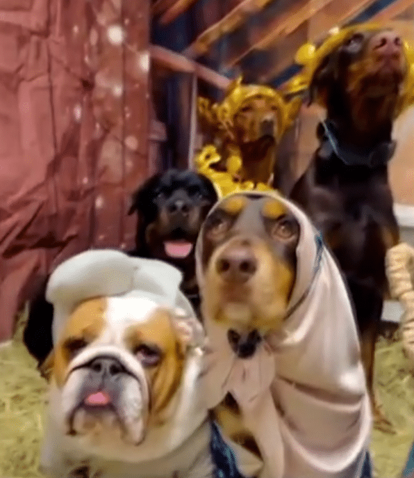 Daycare Dogs Recreate Nativity Scene in Full Costume - iHeartDogs.com