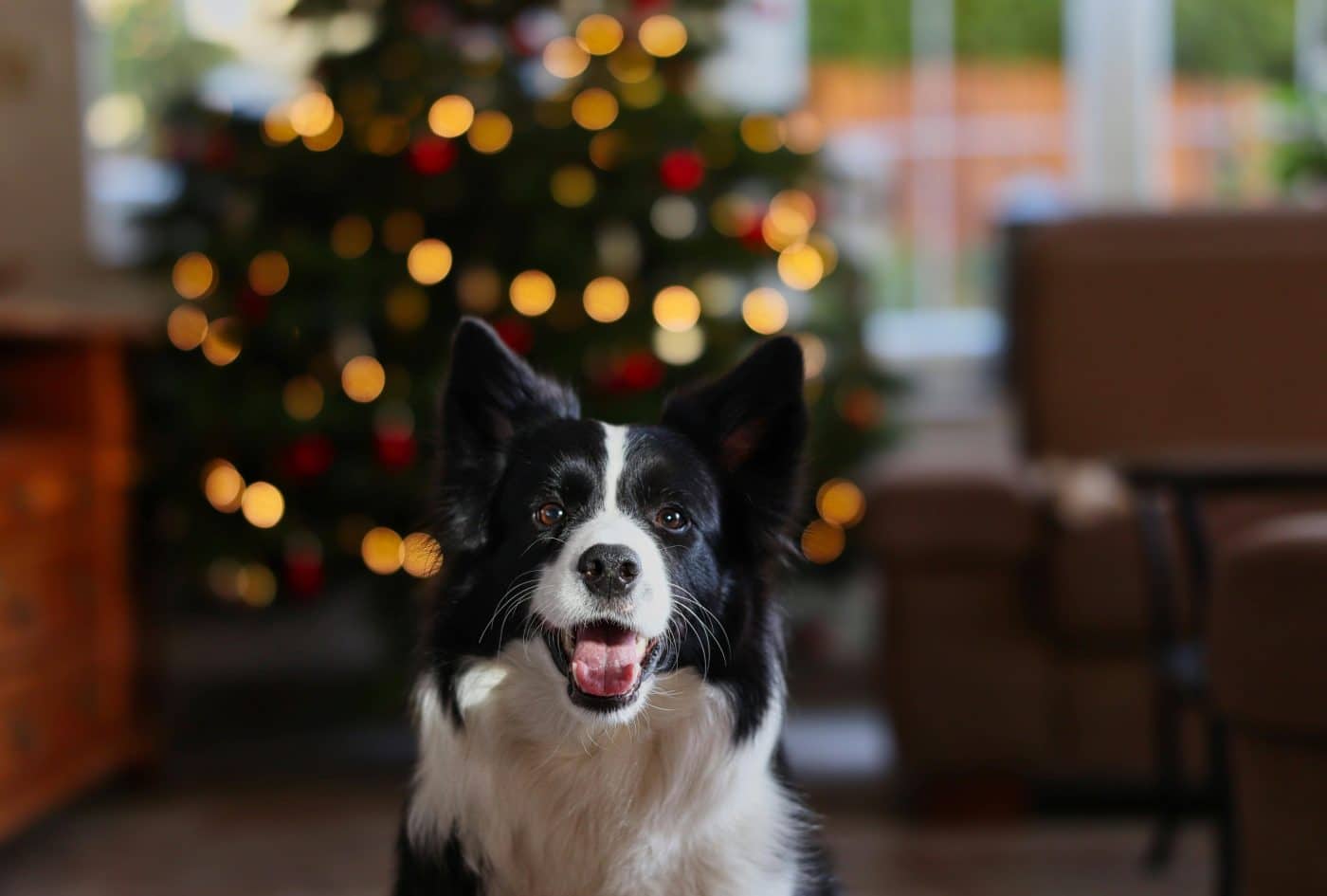 The Best Christmas Card Packs for Dog Lovers on Amazon - iHeartDogs.com