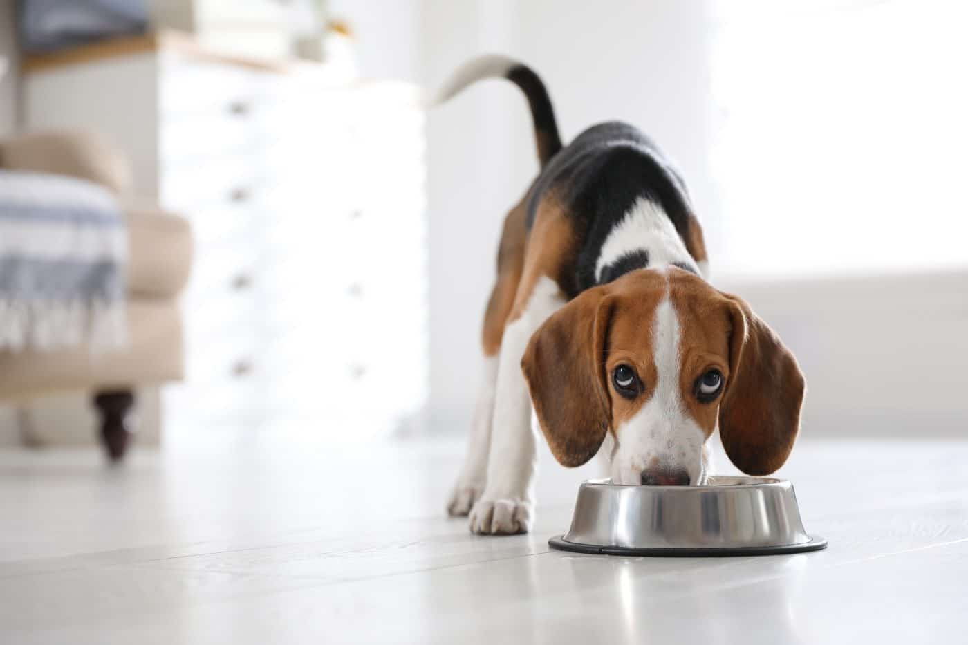 Ideal Diet for Beagles - The Ultimate Beagle Feeding Guide - iHeartDogs.com