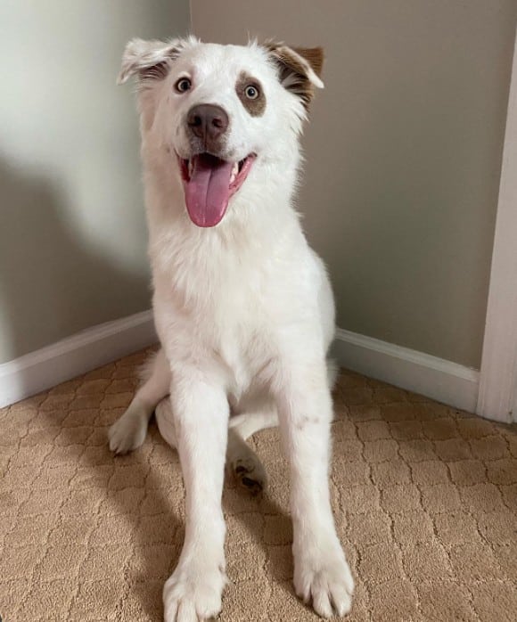 Stray Dog Finds New Home and Surprises Family With What He Knows ...