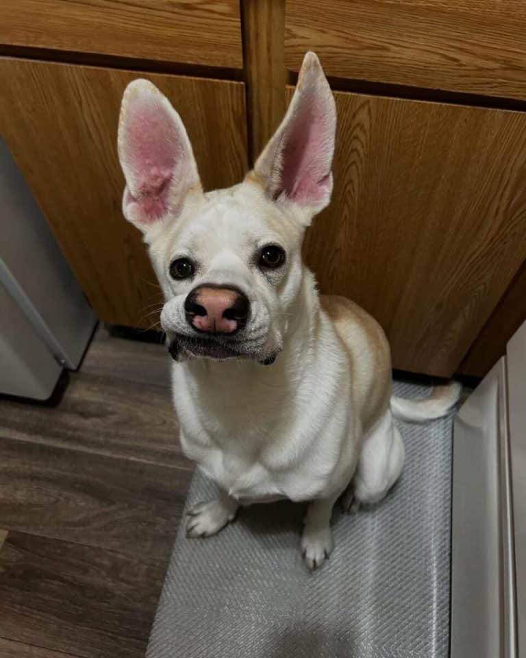 Unique Looking Dog Keeps Trying to Talk Like Human And It's Impossible ...