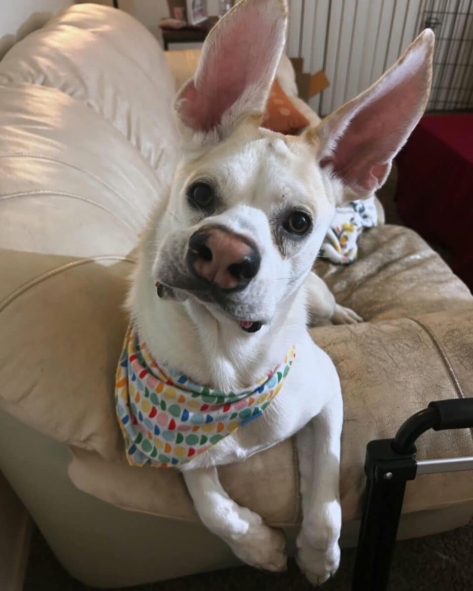 Unique Looking Dog Keeps Trying to Talk Like Human And It's Impossible ...