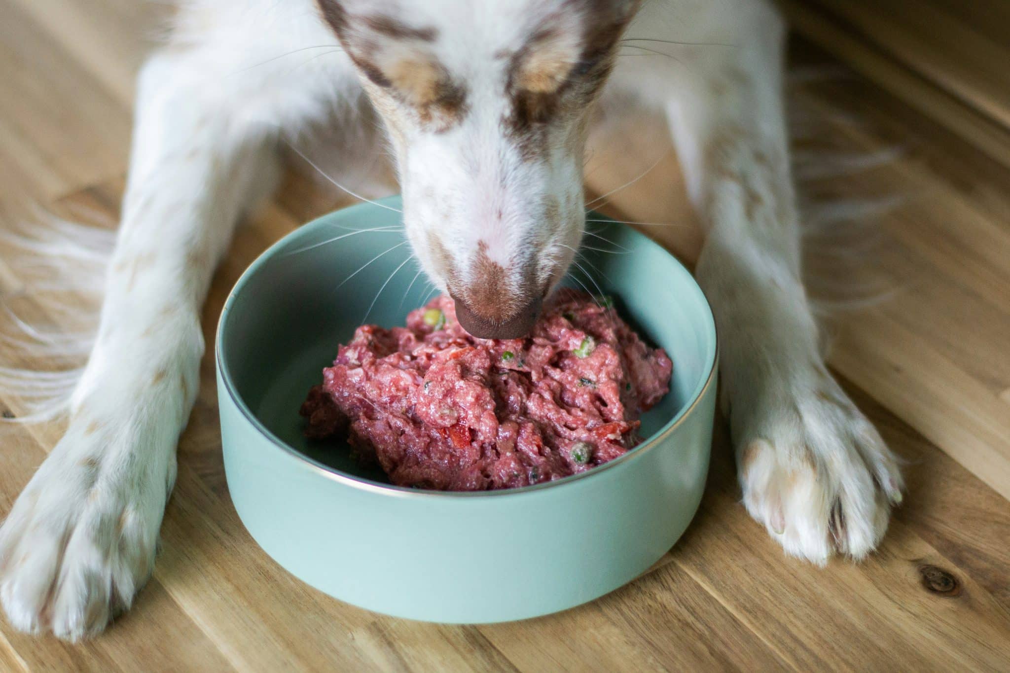 5 Best Dog Foods for Dogs with Cancer - 2026 - iHeartDogs.com