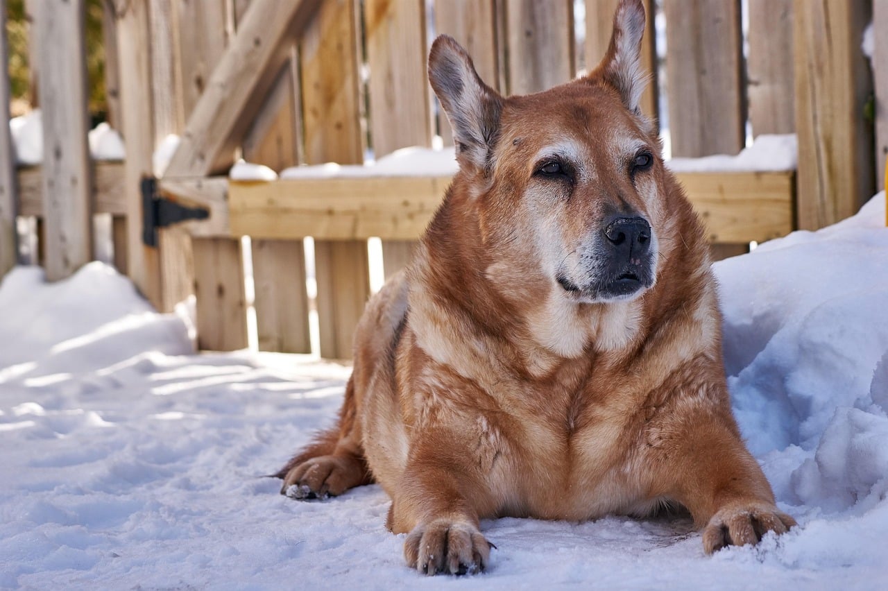 13 Senior Dog Comfort Items That Support Winter Wellness - iHeartDogs.com