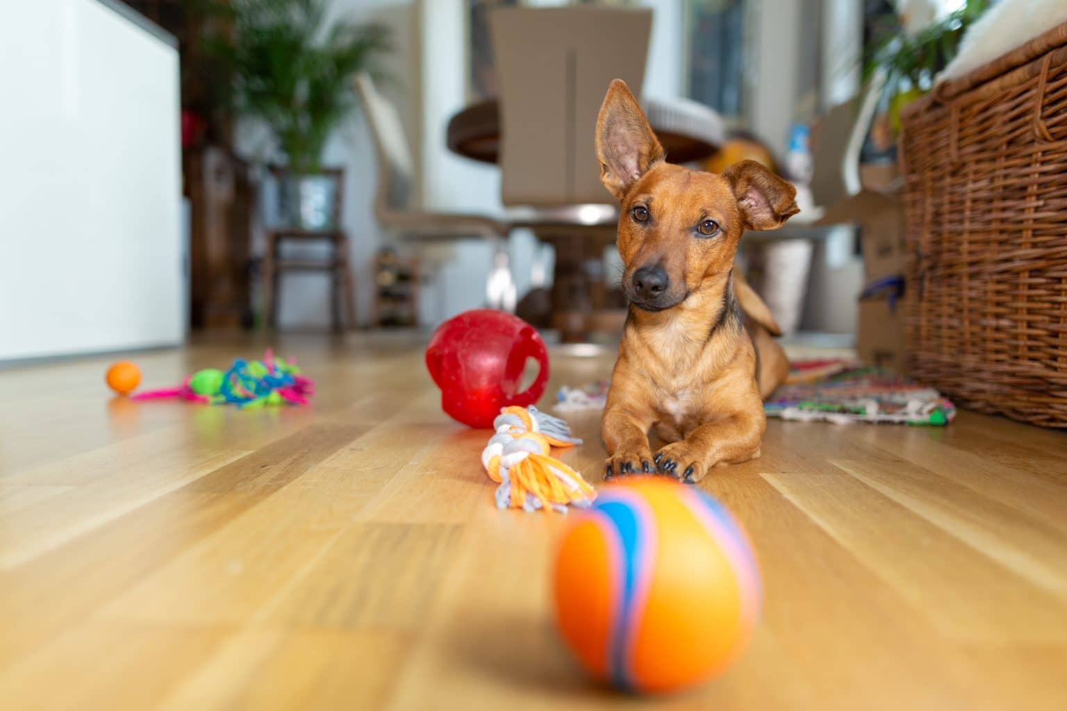 Top 15 Best-Loved Dog Toys on Chewy - iHeartDogs.com